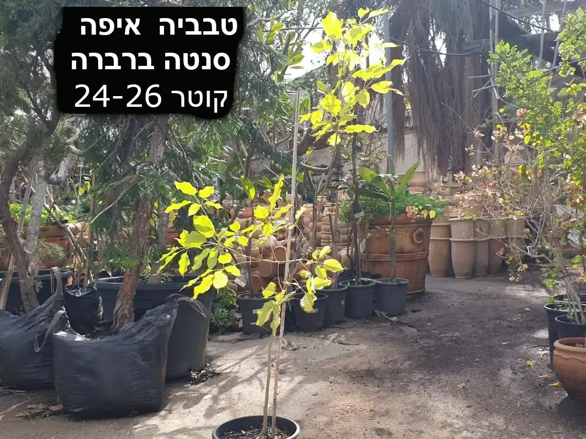 טבבויה איפה | קל שתיל - משתלה עד הבית